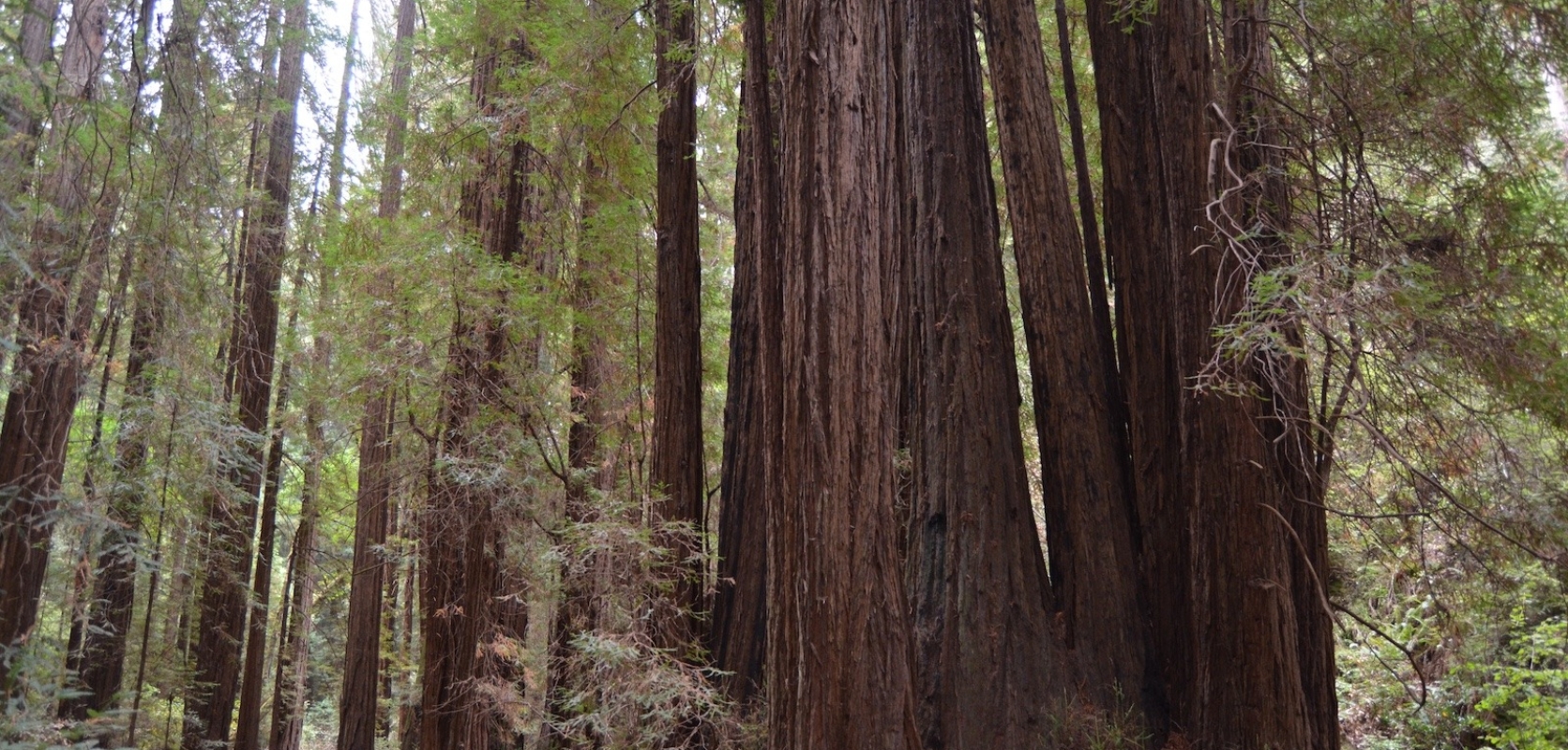 Western Red Cedar: The Ancient Giant of BC’s Rainforests – Family ...
