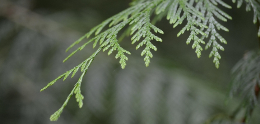 Western Red Cedar: A Tree of Strength and Spirit – Family Lawyers Victoria